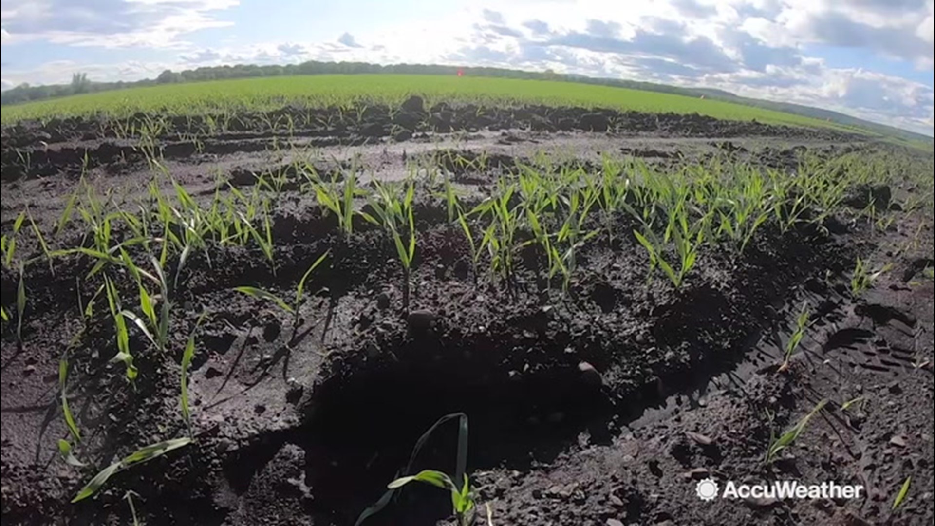 Wet farming season, slowing down planting and growth | kcentv.com