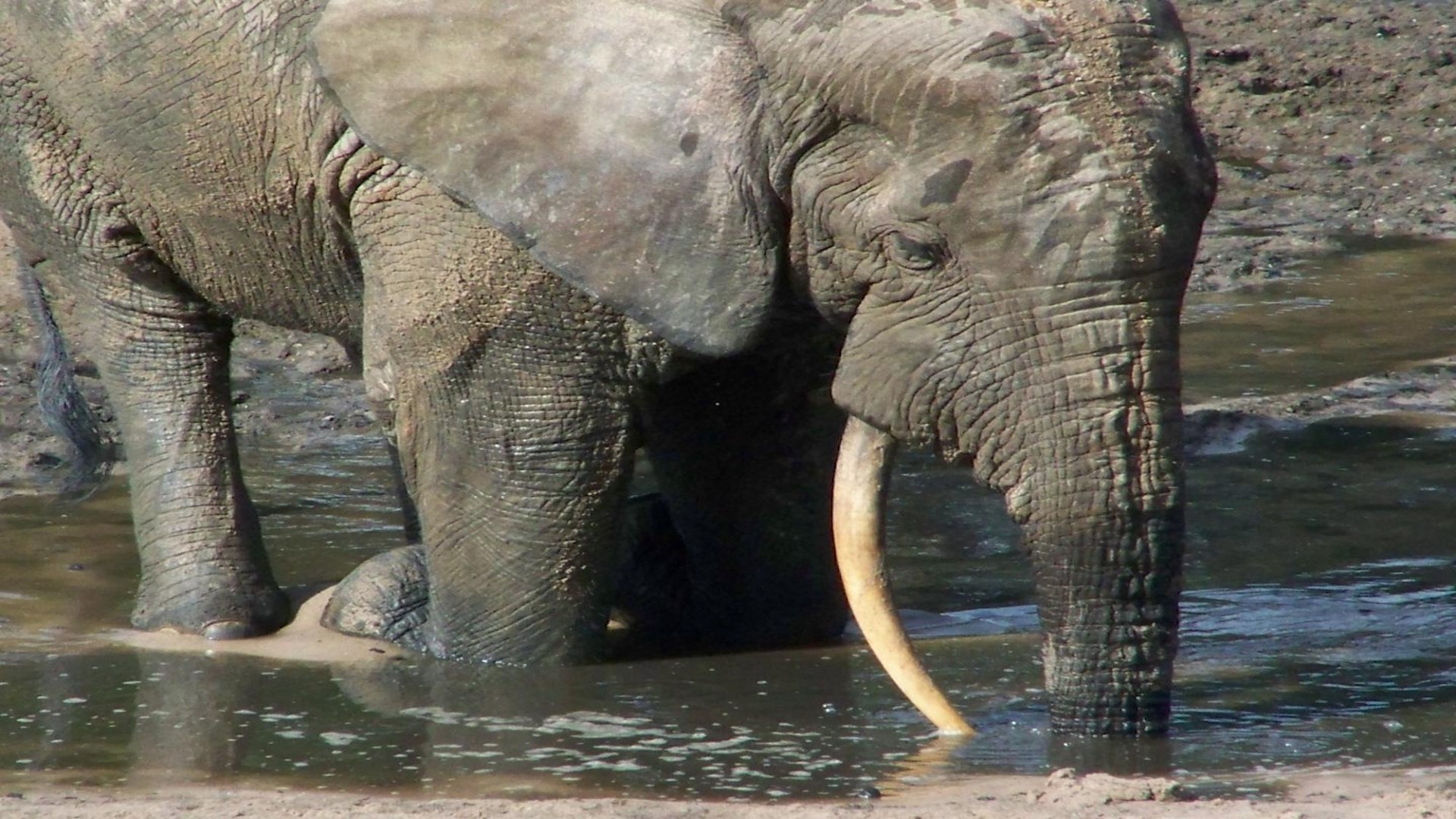 Kaavan: Elephant allowed to leave Pakistan zoo for better life | kcentv.com