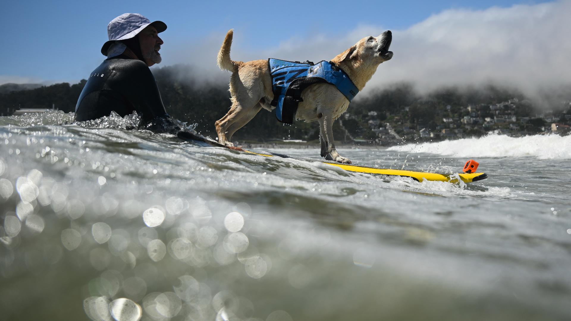Canines compete in World Dog Surfing Championship for top dog title ...