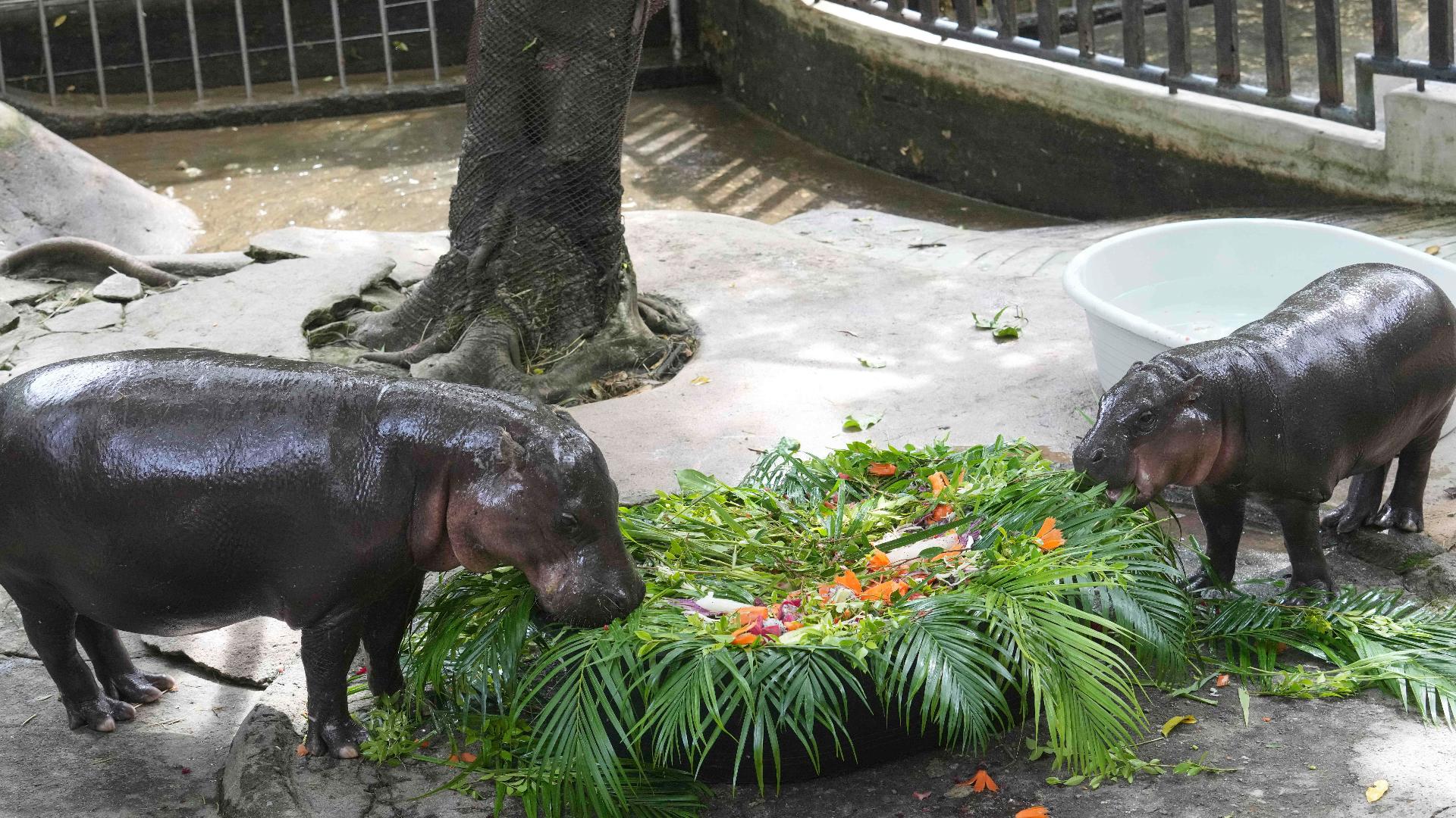 Baby hippo Moo Deng turns 1 as fans flock to celebrate | kcentv.com