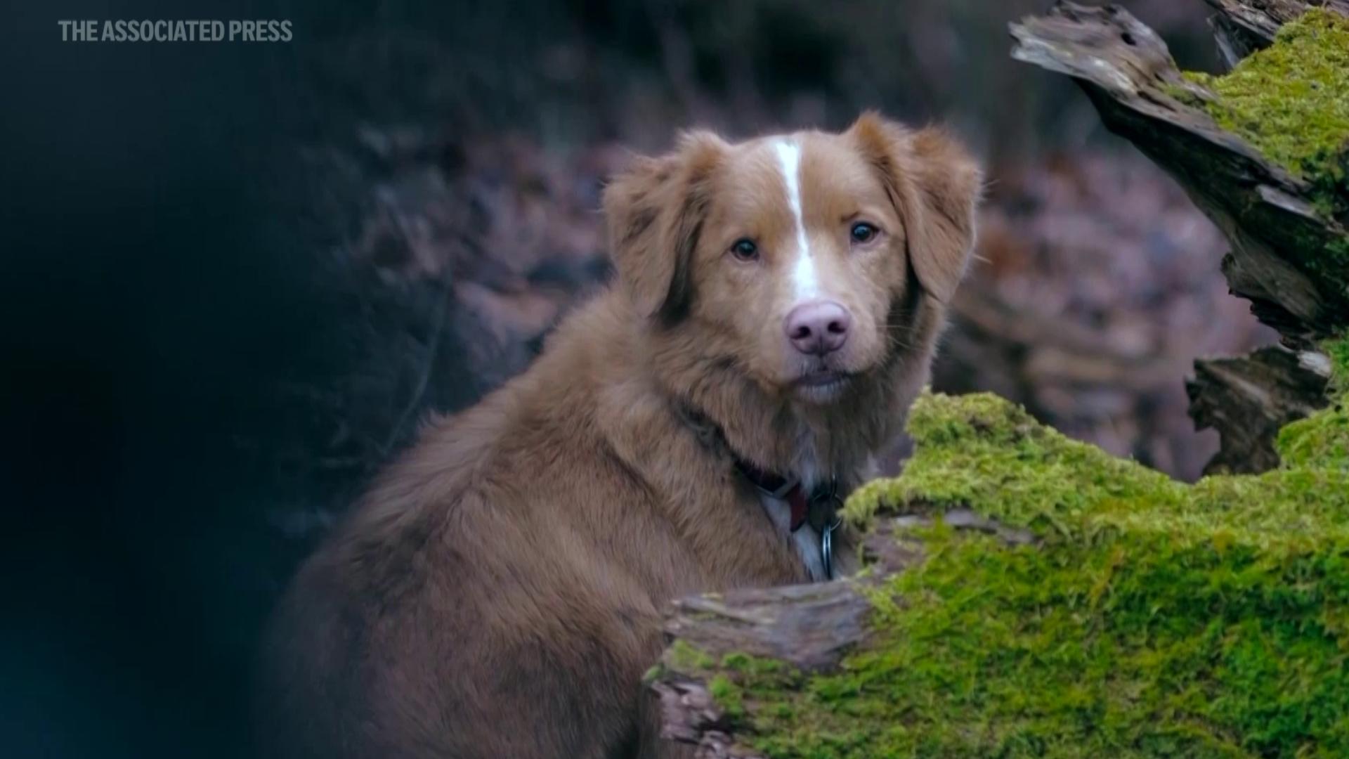 Dog actor Indy seeks Oscar nomination for 'Good Boy' | kcentv.com