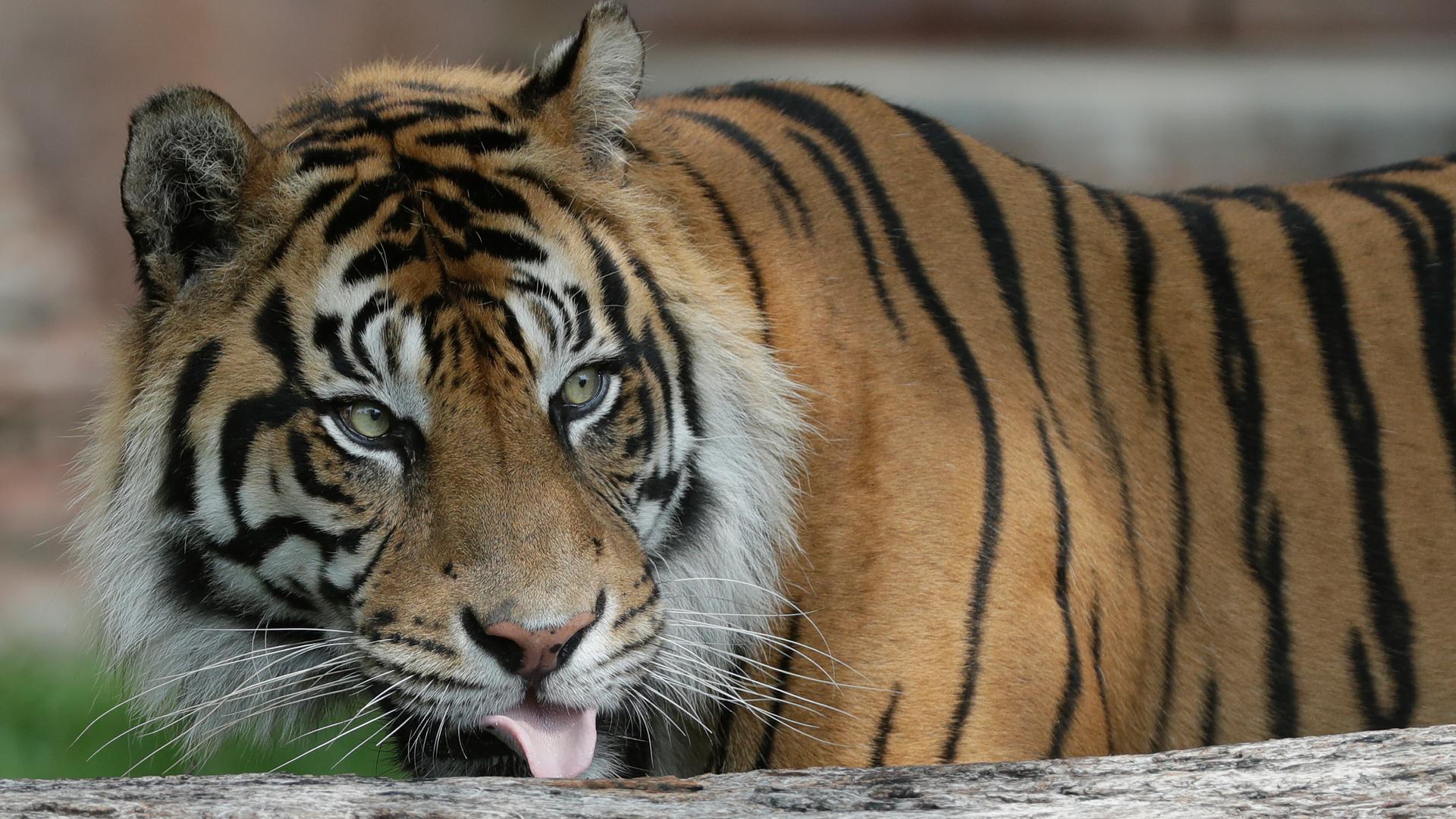 Tiger kills handler in 'accident' at Oklahoma preserve | kcentv.com