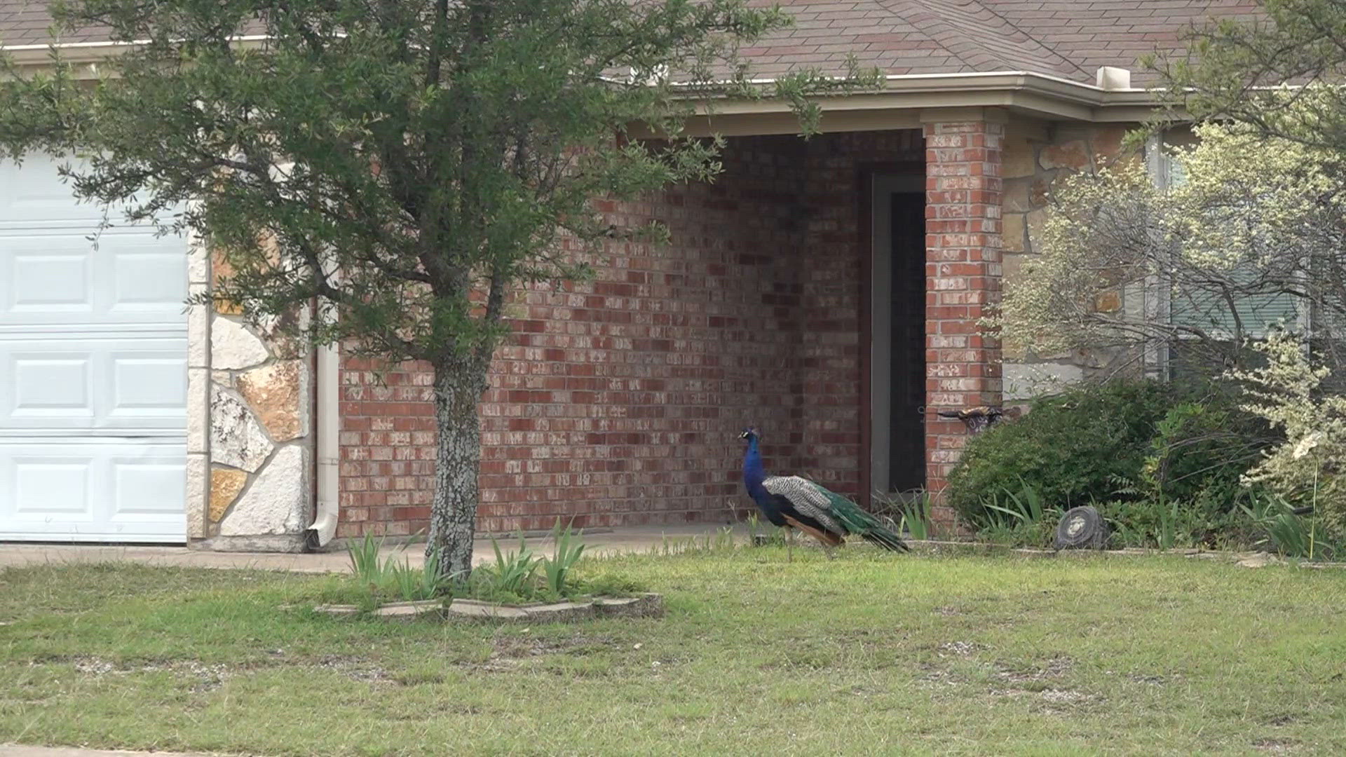 Wild peacocks causing headaches for Copperas Cove residents | kcentv.com