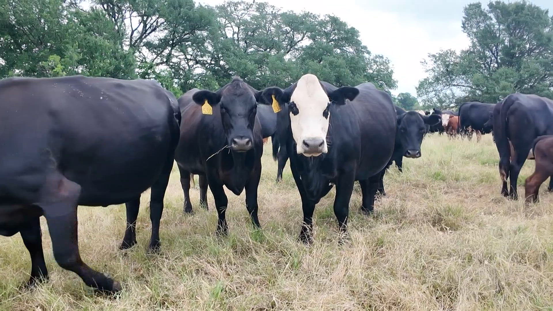 Ranchers on alert as Texas sees majority of U.S. screwworm cases ...