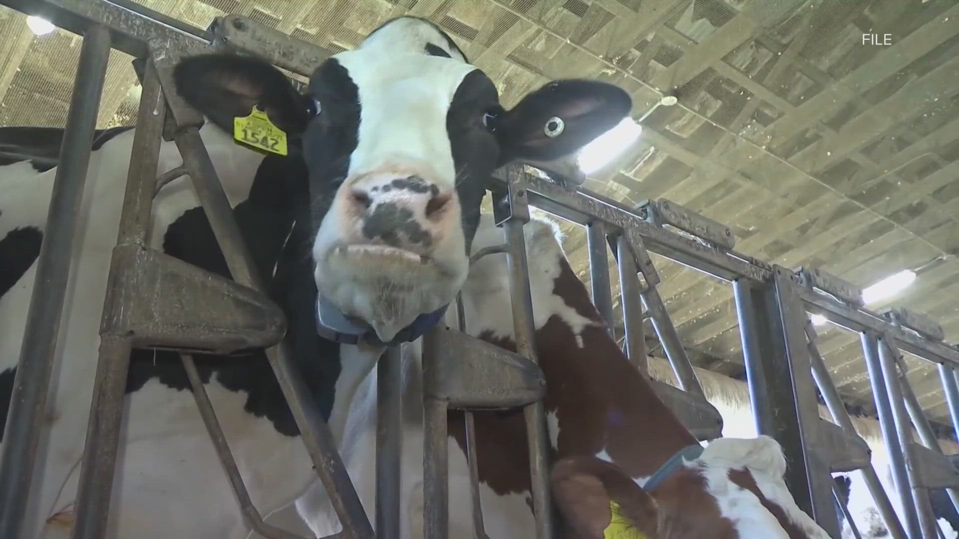 Central Texas law enforcement warn of cattle theft and active black ...
