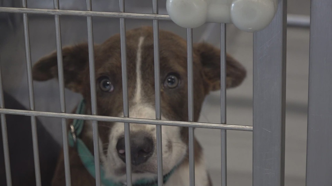 Waco Animal Group advises more people to shelter animals | kcentv.com