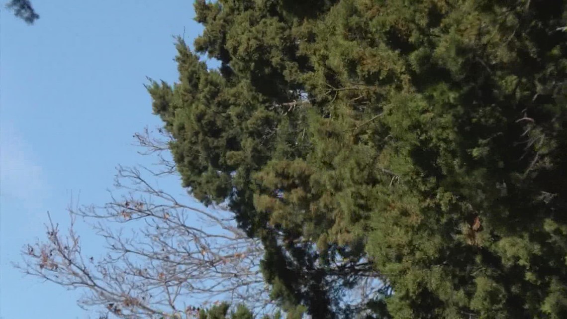 Central Texans endure cedar fever | kcentv.com