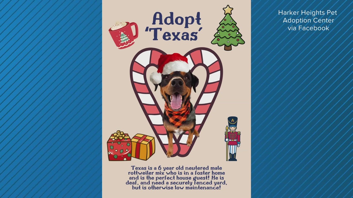 Belton New Tech students make graphics to help get pets adopted ...