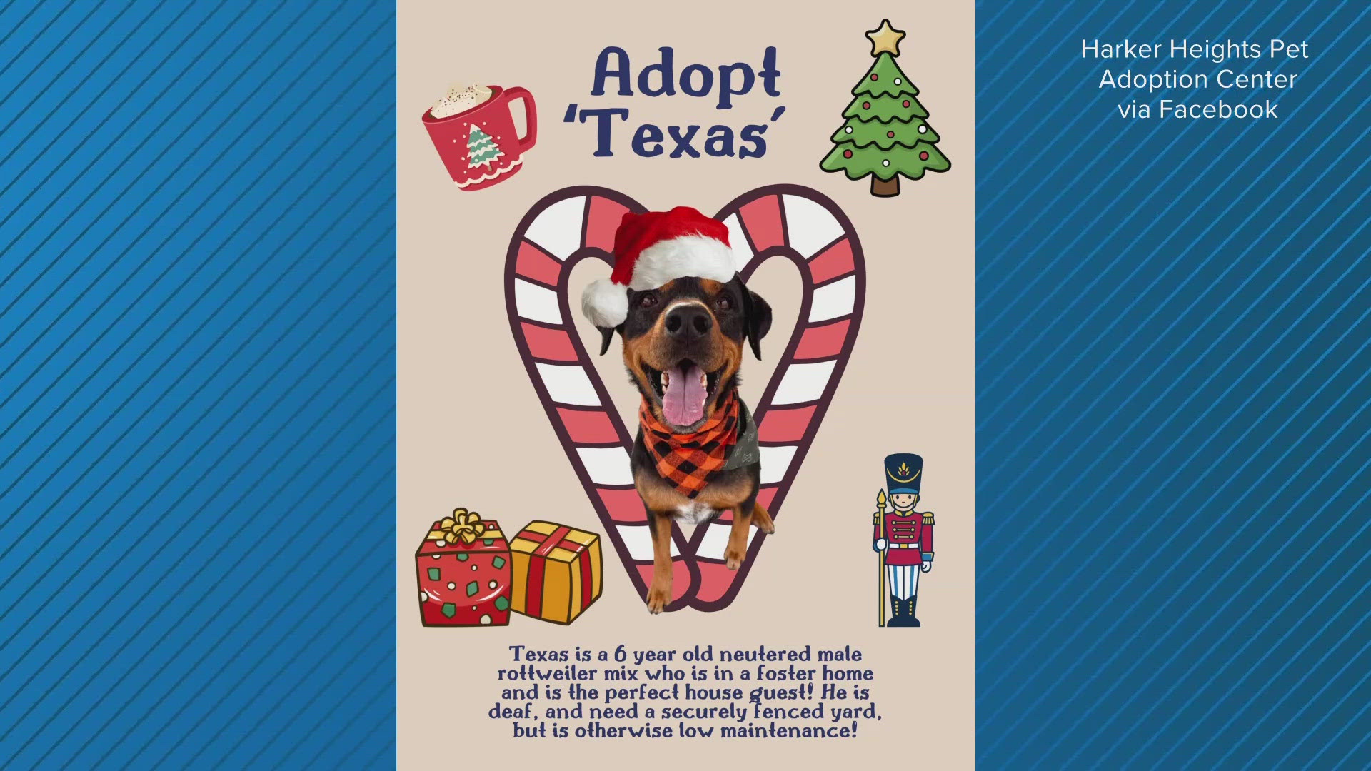 Belton New Tech students make graphics to help get pets adopted ...