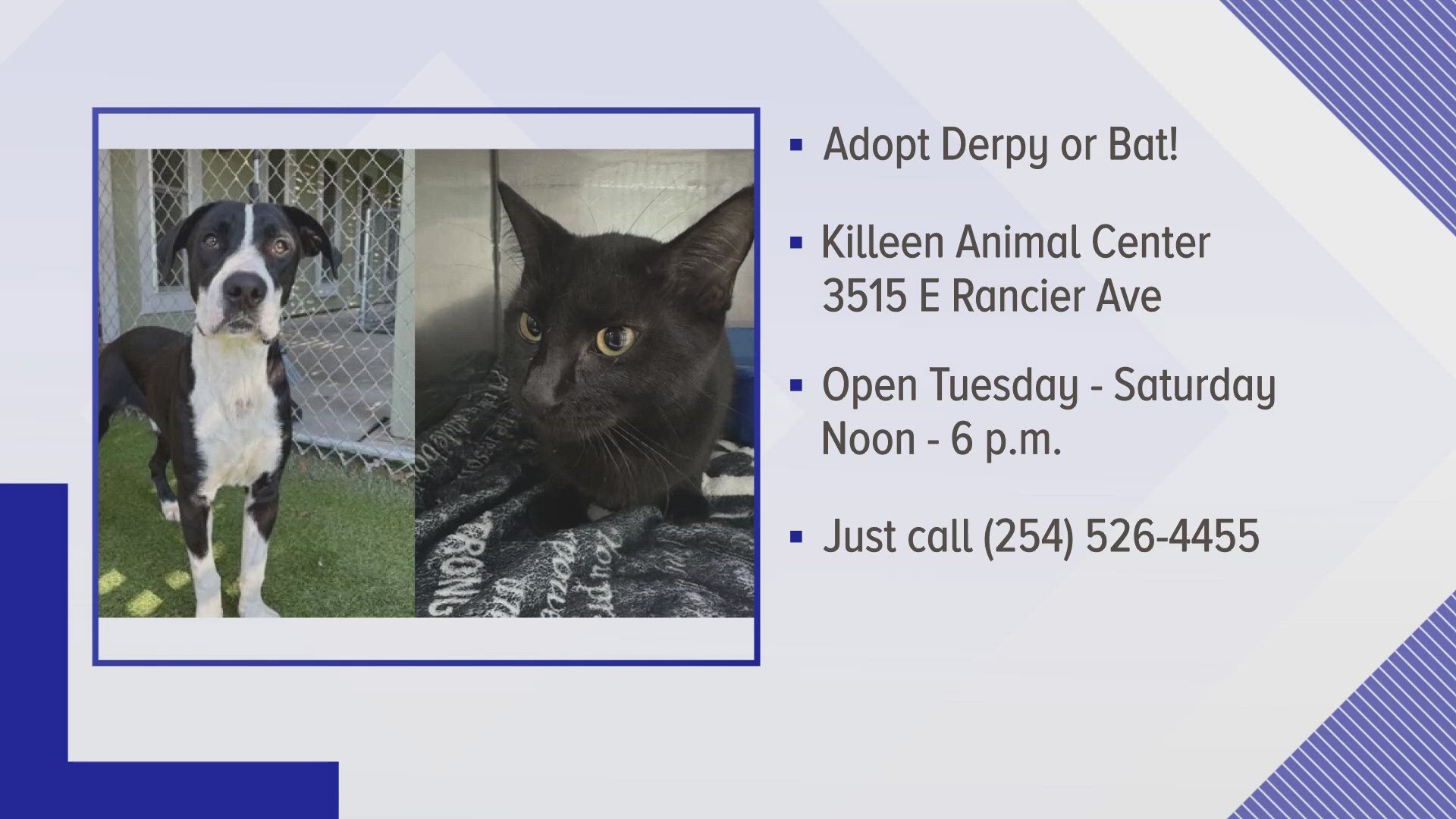 Meet this week's Perfect Pets: Derpy & Bat! | kcentv.com