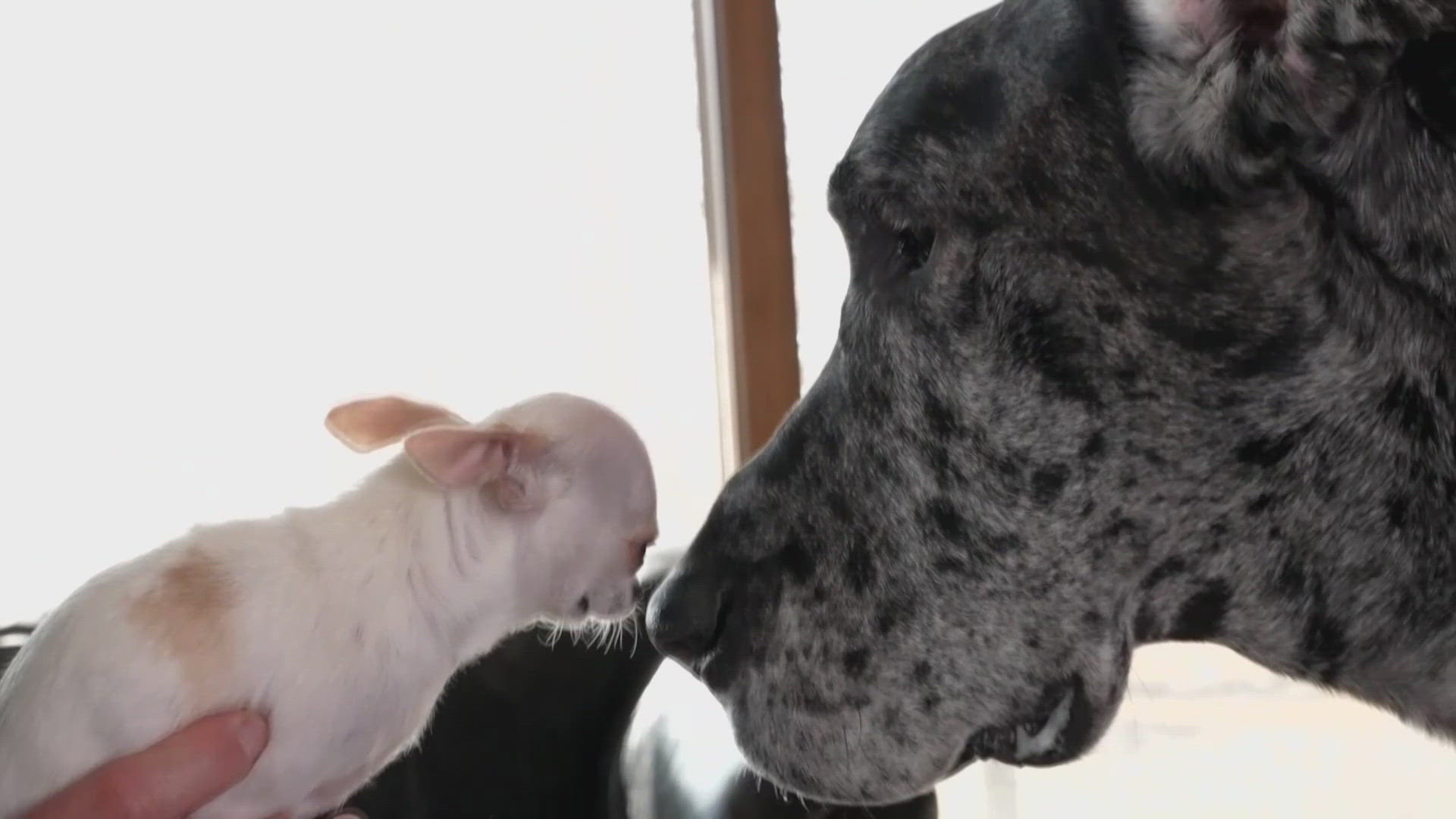World's tallest and smallest dogs meet up for a playdate | kcentv.com