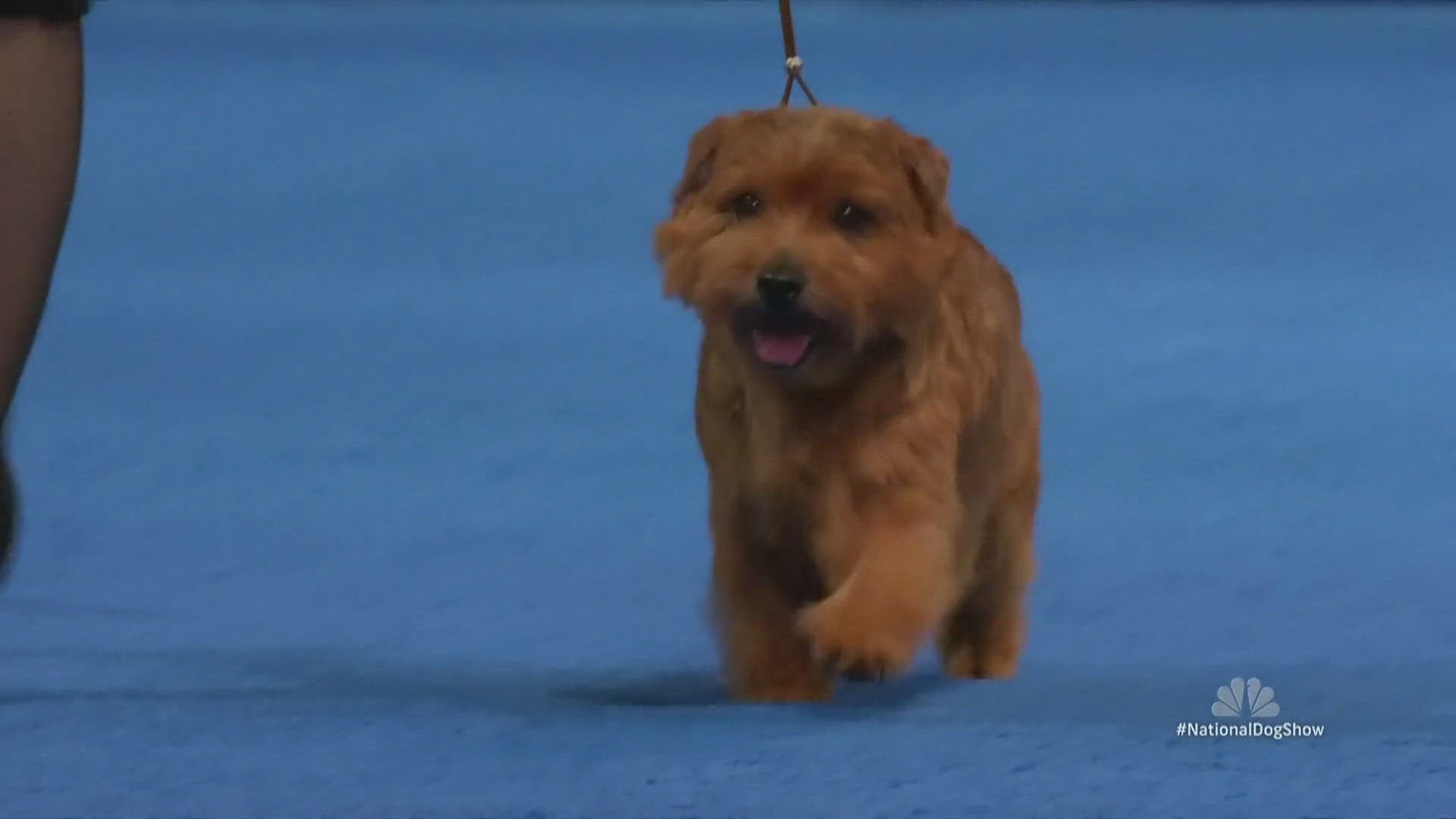 National Dog Show 2025: Handlers prepare for Thanksgiving tradition ...