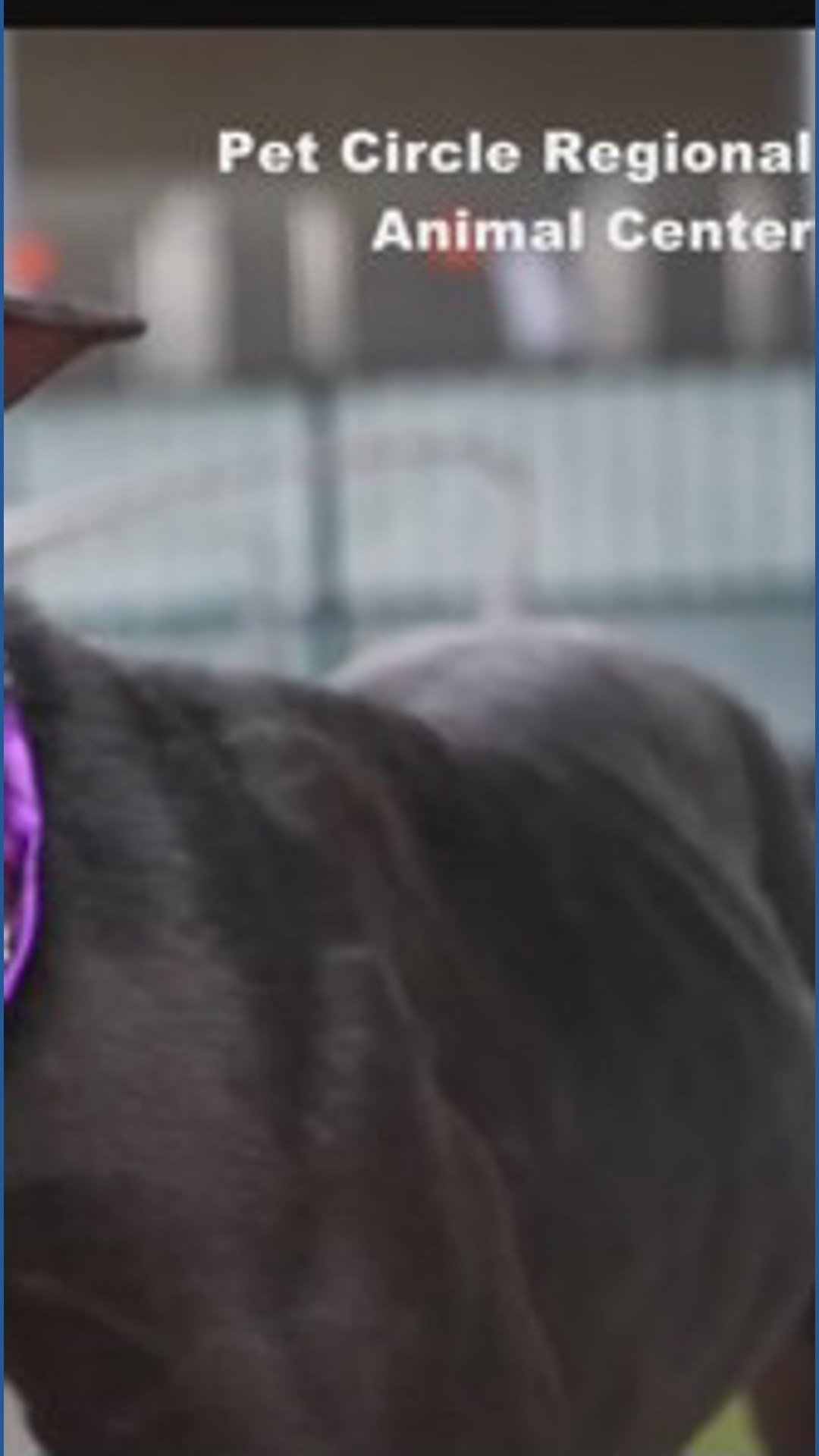 Waco's Pet Circle Regional Animal Center offering Black-Tie Adoption ...