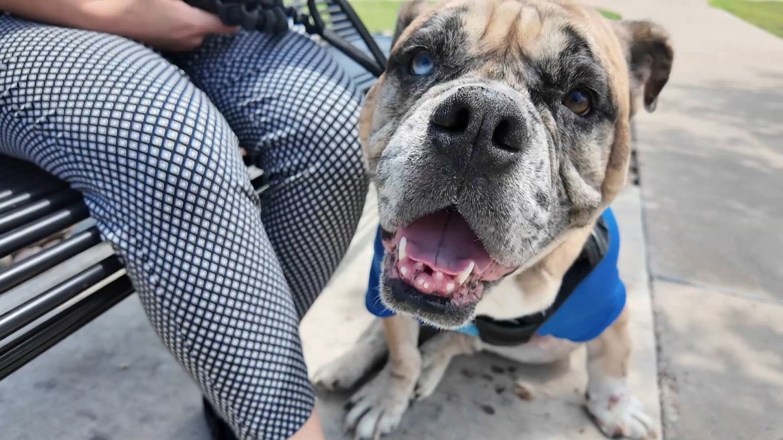 Killeen animal rescue struggles with growing request to help local ...