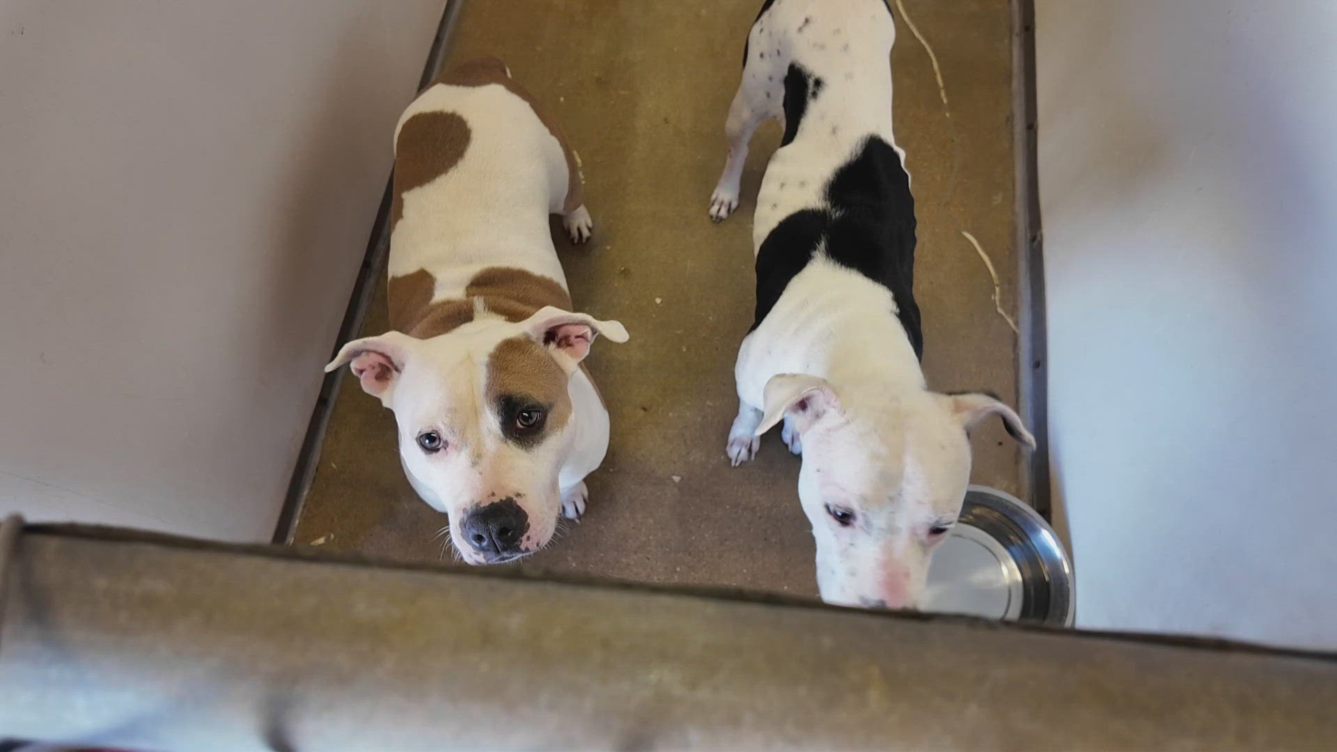 Bell County hosts 10th Pet Adoption Extravaganza Oc.t 11-12 | kcentv.com