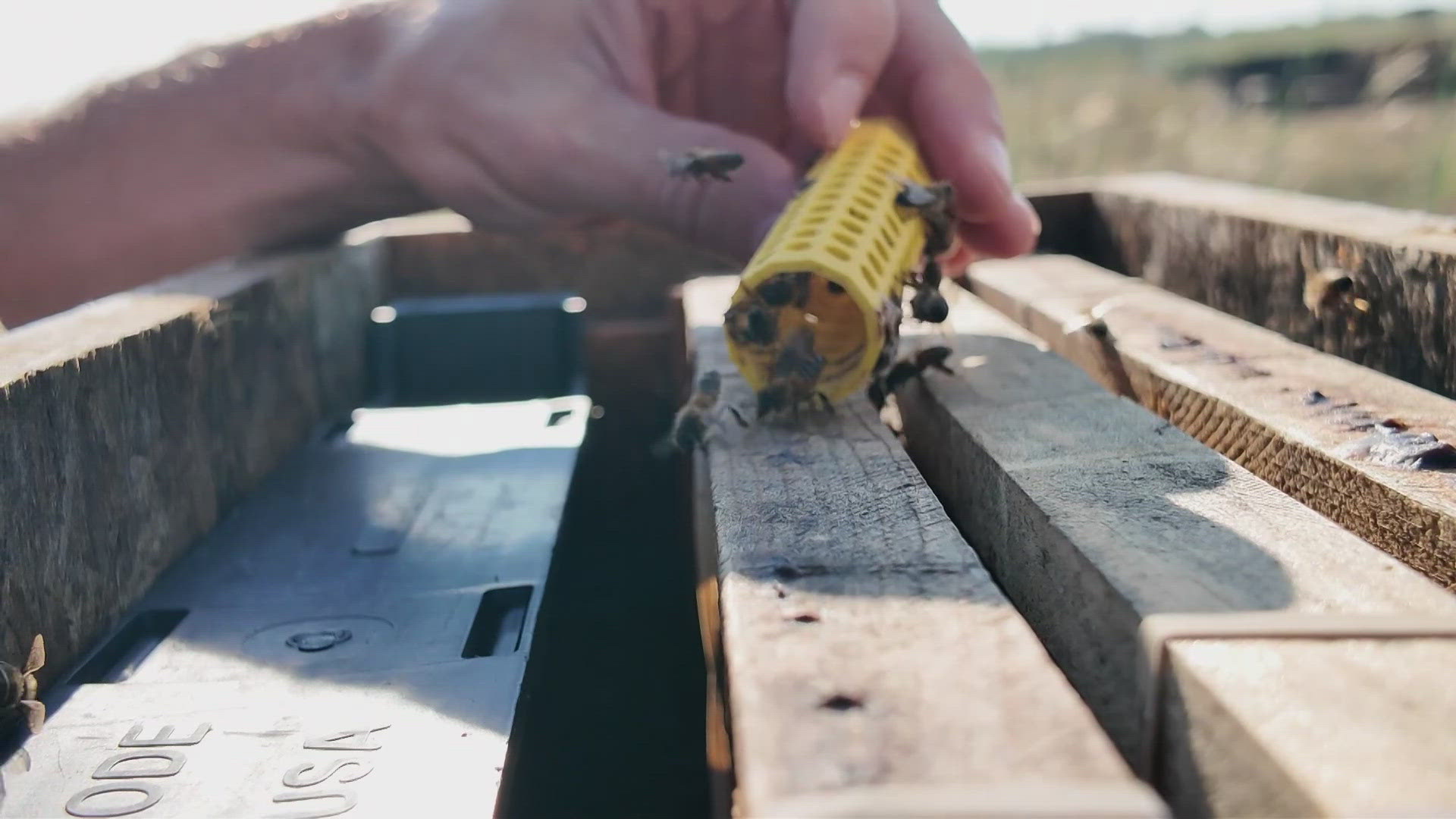 Bell County homeowners save taxes with bee leases on homes | kcentv.com