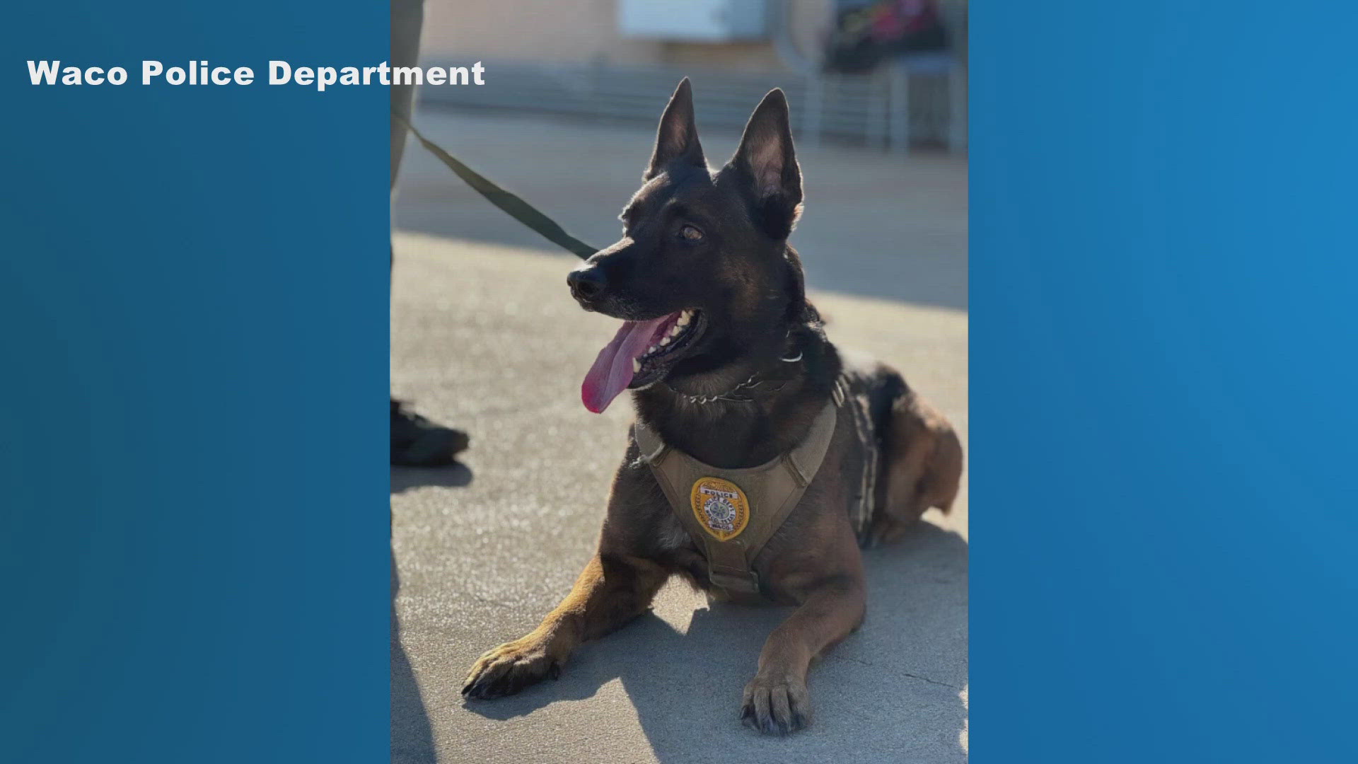 Waco K9 Officer Andor returns to stable condition after shooting ...