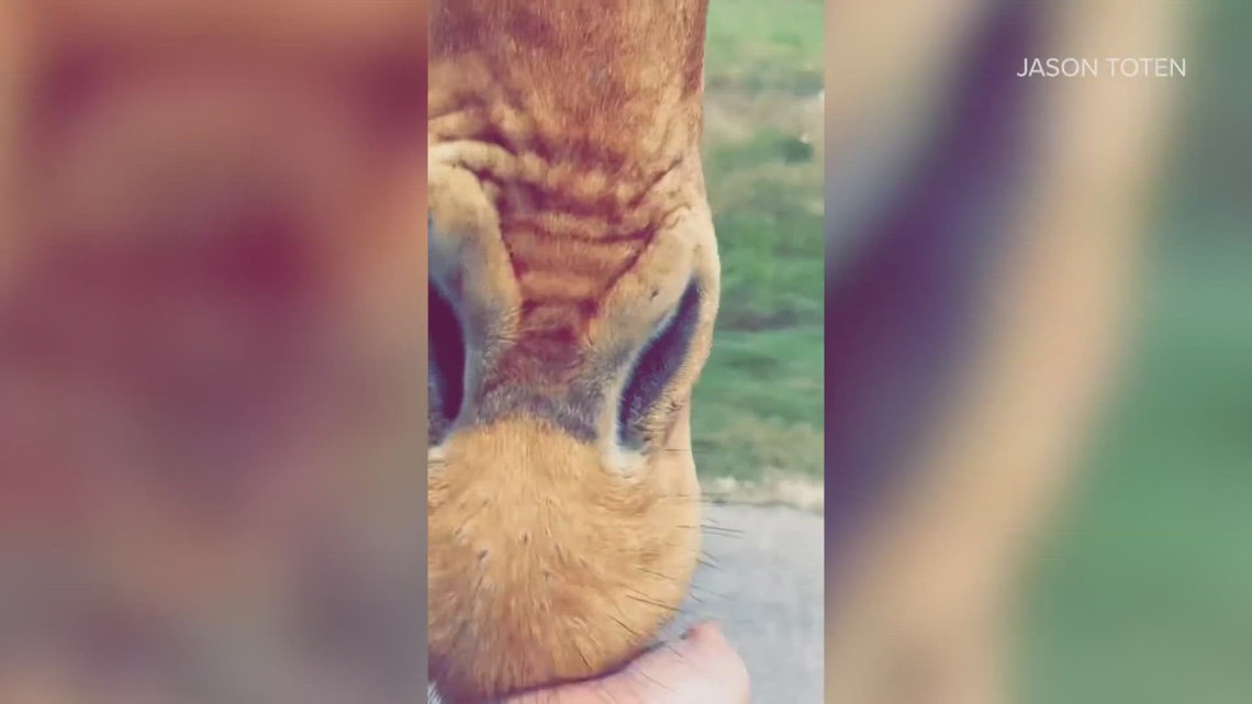 Video goes viral of giraffe lifting Texas toddler mid-air at drive ...