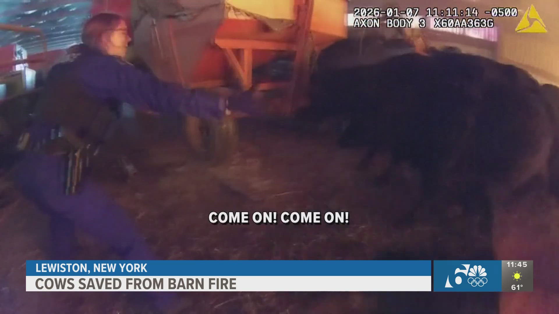 Body cam footage shows police officers rescuing cows from fire engulfed ...
