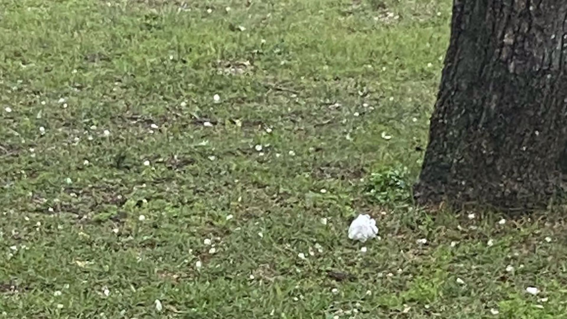 Explainer: How does large hail, size of baseballs, form? | kcentv.com