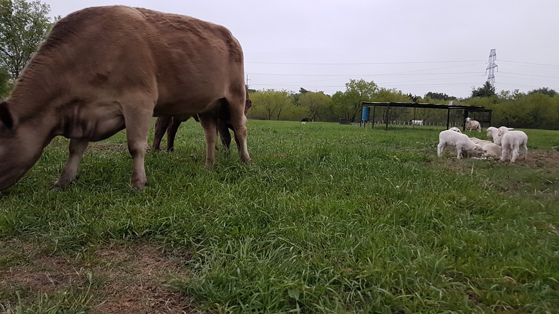 Get back to your roots for Farm Day at World Hunger Relief Farm ...