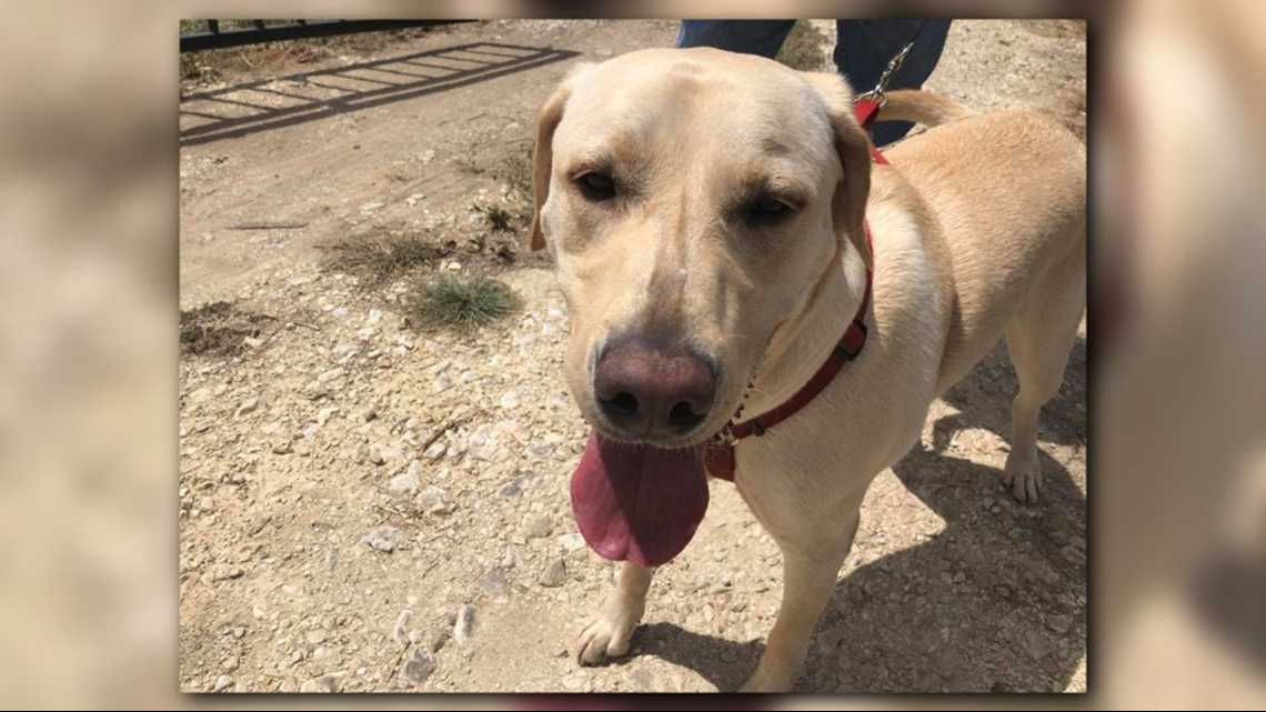 Diesel, the adopted dog that went viral, headed to Houston | kcentv.com