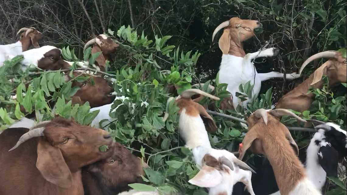 Goat landscaping: City of Waco tests eco-friendly program to clean up ...