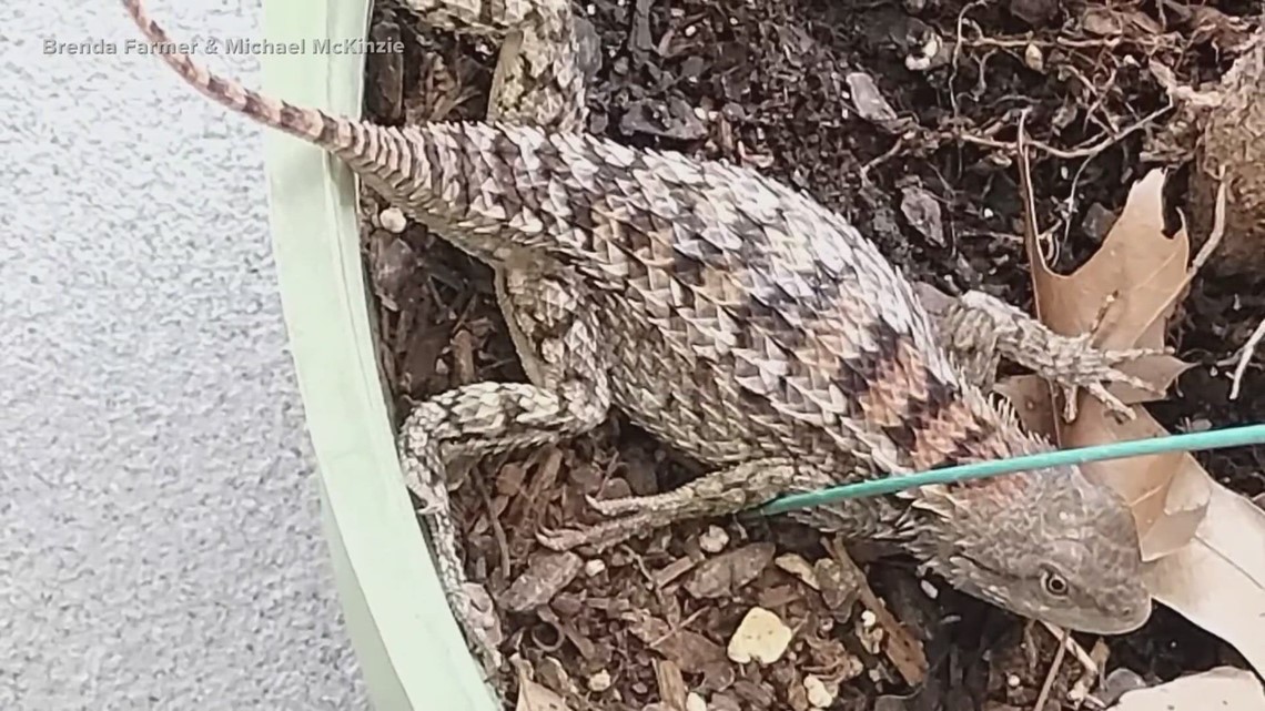 'You might even see them do a little push-up' | What to know about the Texas spiny lizard ...