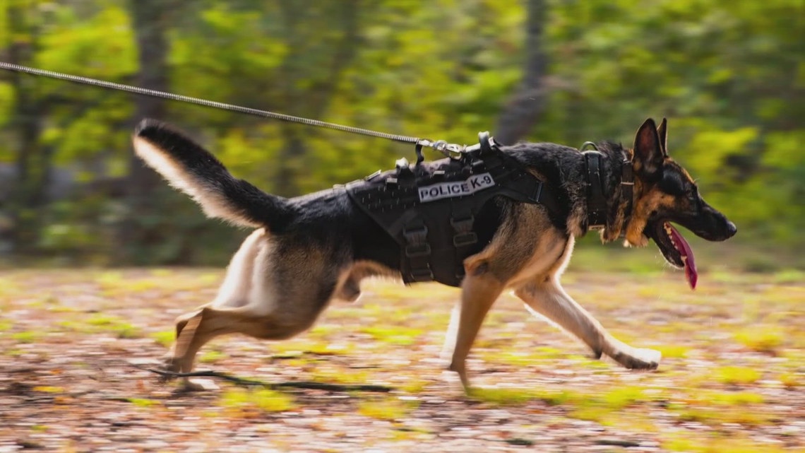 Temple PD celebrates K9 retirement after 6 years of service | kcentv.com