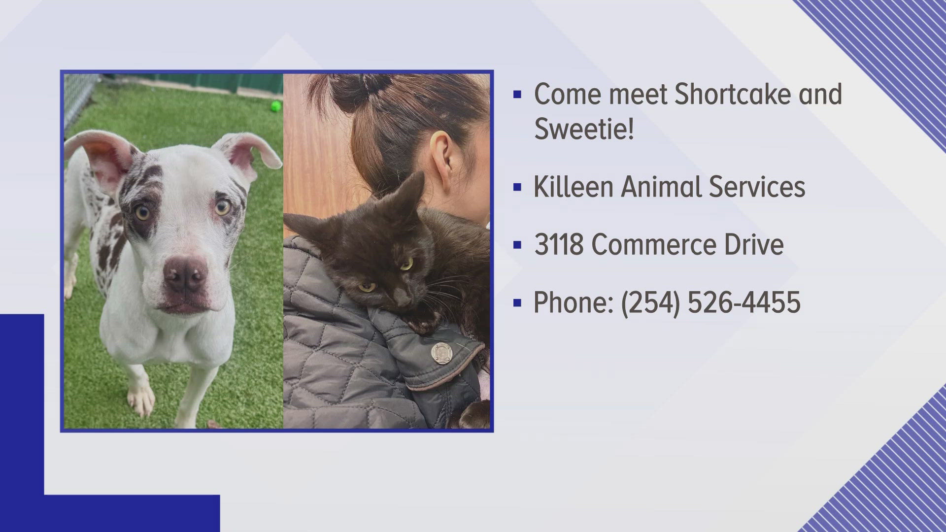 Human-Animal Support Coalition, Animal Balance hosts spay and neuter ...