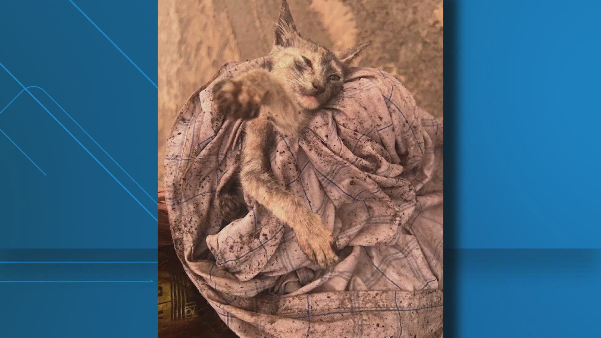 Killeen mother and daughter save kitten from flood waters near San ...