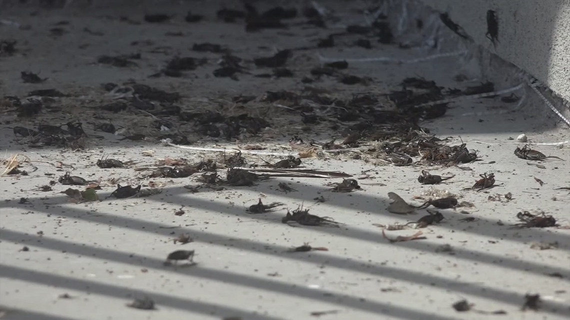 Central Texas | Black Crickets Invade | kcentv.com