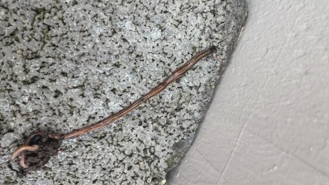 Texas News | Hammerhead flatworms: Tips when you encounter one | kcentv.com
