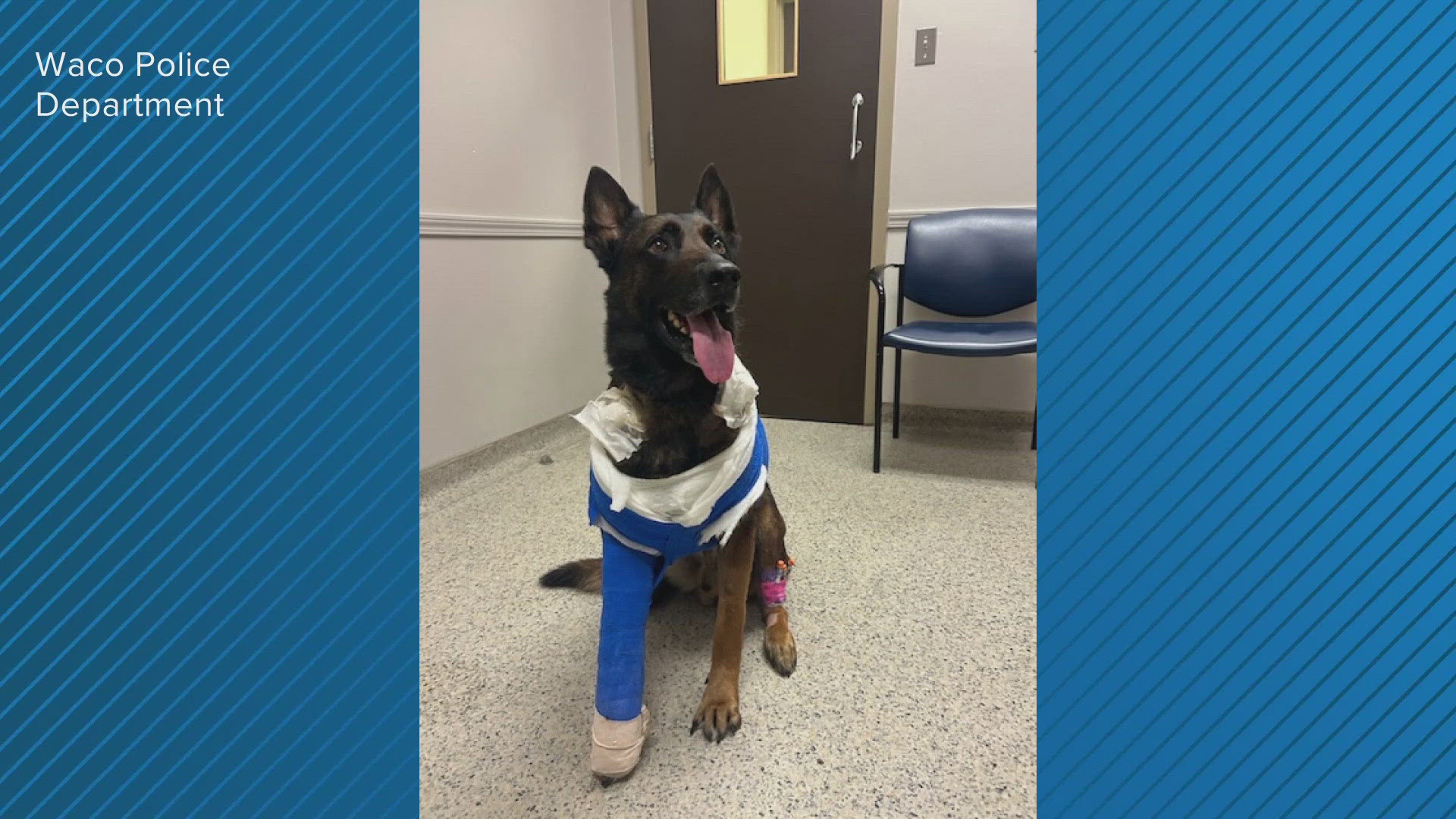 CRDAMC welcomes black labrador retriever as newest member of medical ...
