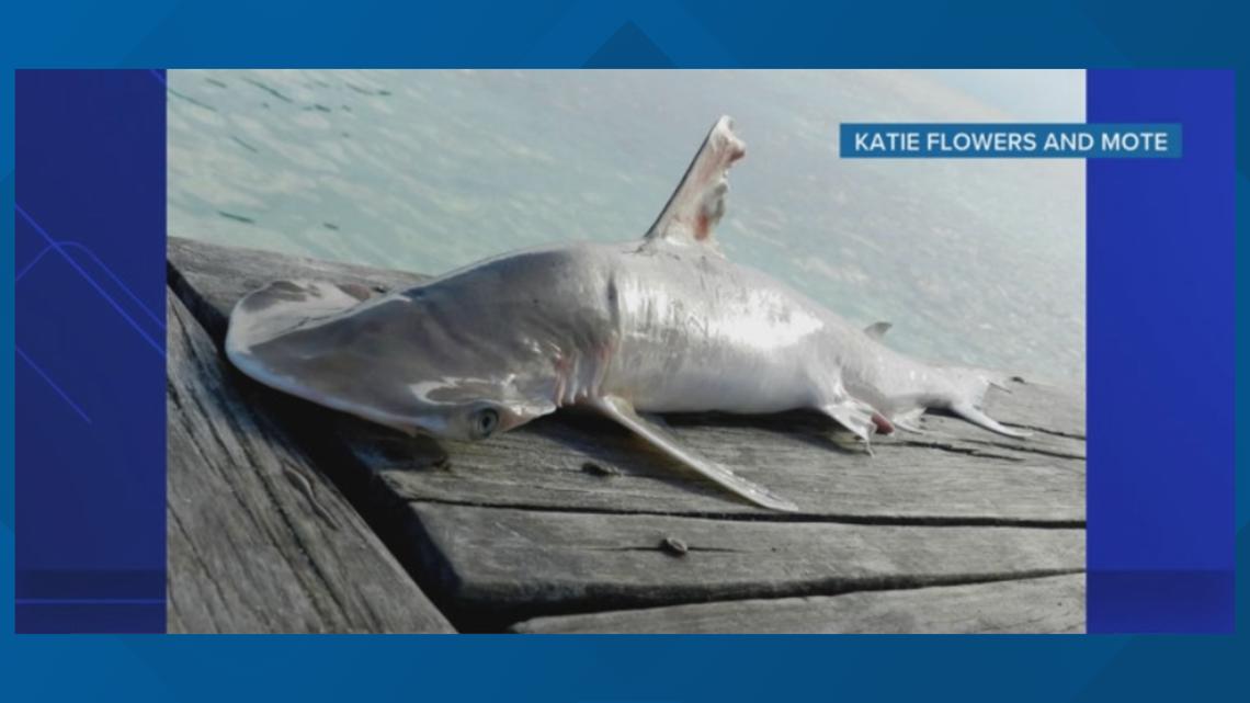 Florida News | New shark species discovered in Florida | kcentv.com