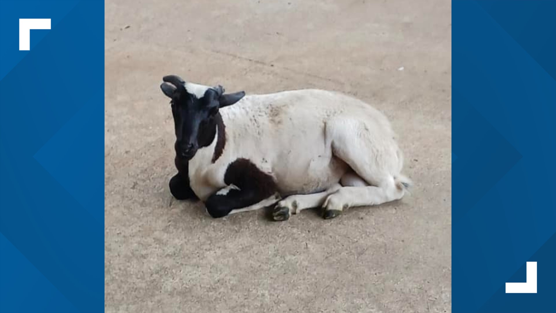 Missing sheep found in Freestone County Texas | kcentv.com