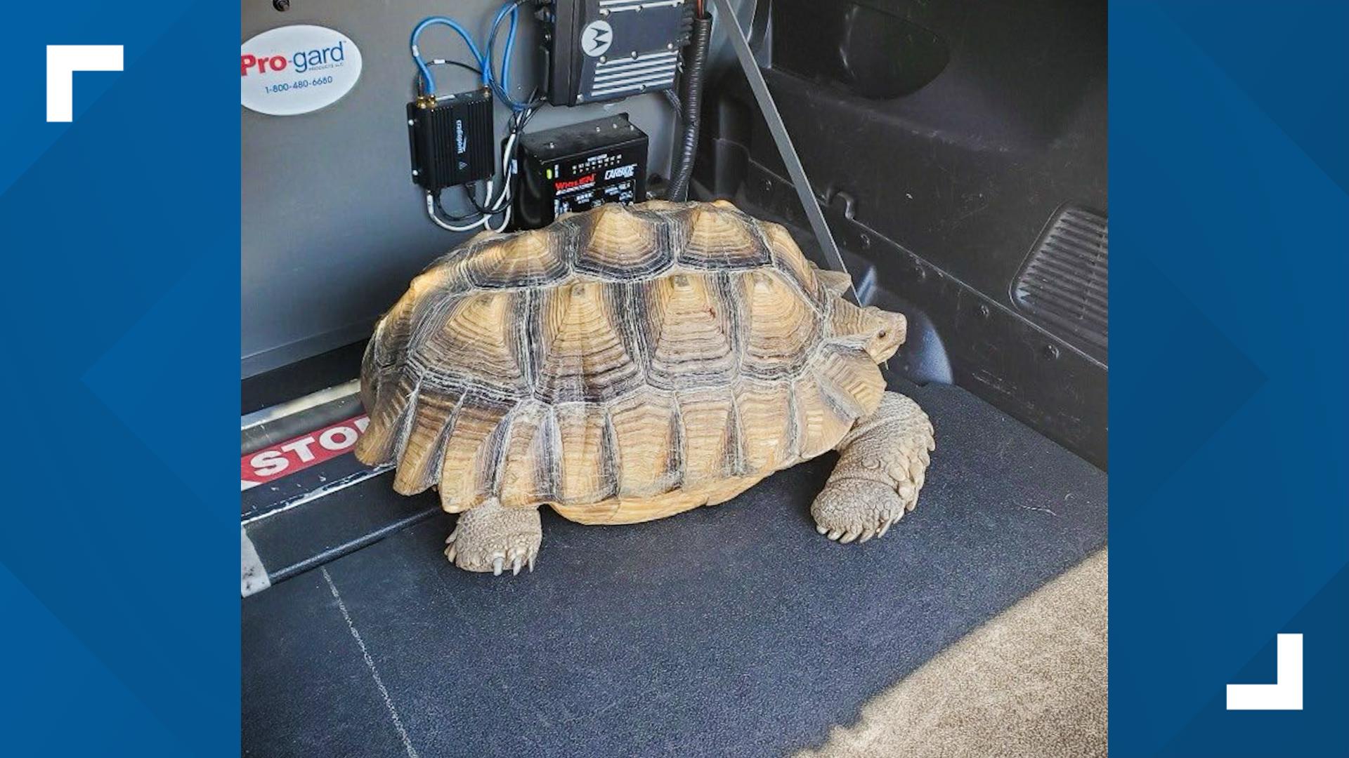 Waco Police Department rescues tortoise from highway | kcentv.com