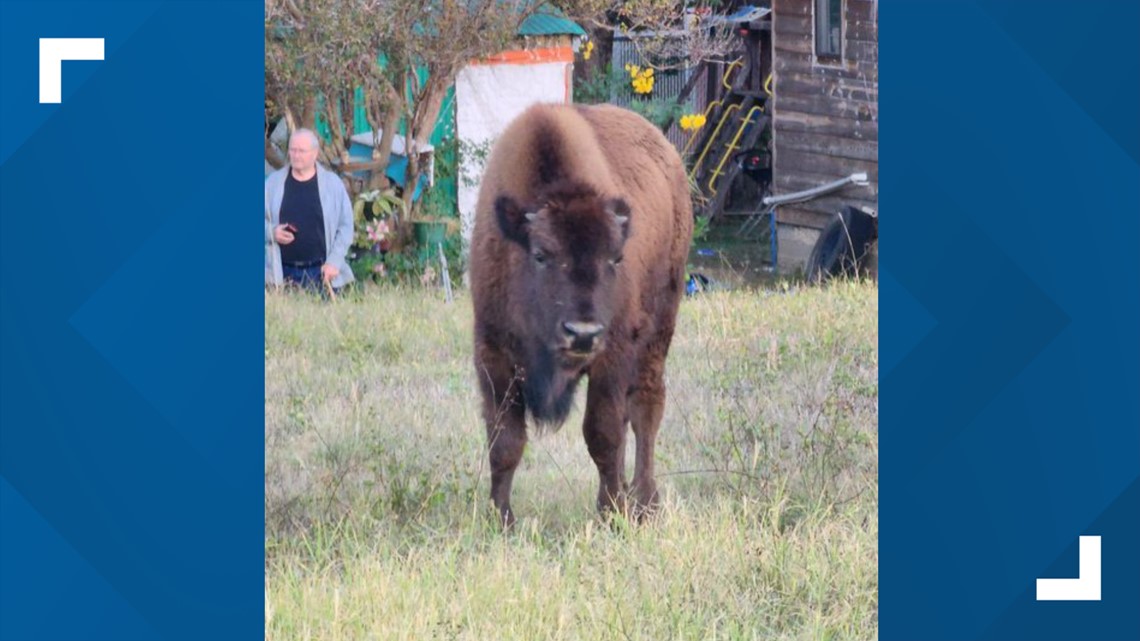 Police capture bison in Belton | kcentv.com