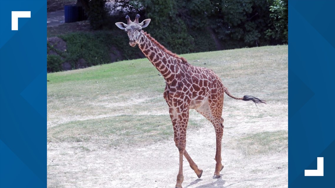 Cameron Park Zoo giraffe Zeke moving to Cincinnati | kcentv.com