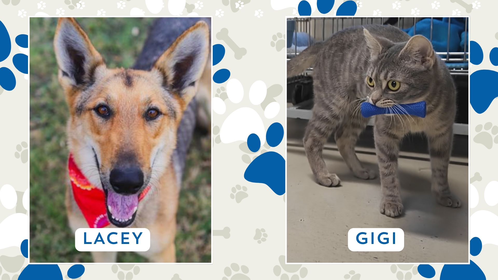 Perfect Pet: Meet Lacey and Gigi! | kcentv.com