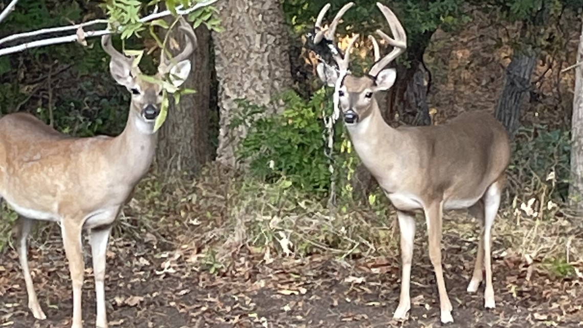 Texas News | Chronic wasting disease detected in deer | kcentv.com