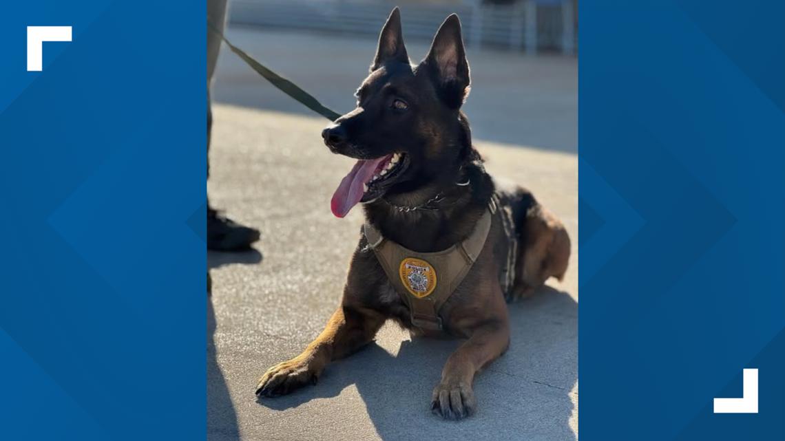 Waco Police K9 Andor shot while trying to apprehend suspect, police say ...