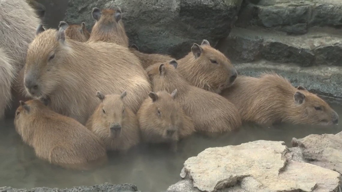 Capybara bathing contest in Japan! | kcentv.com