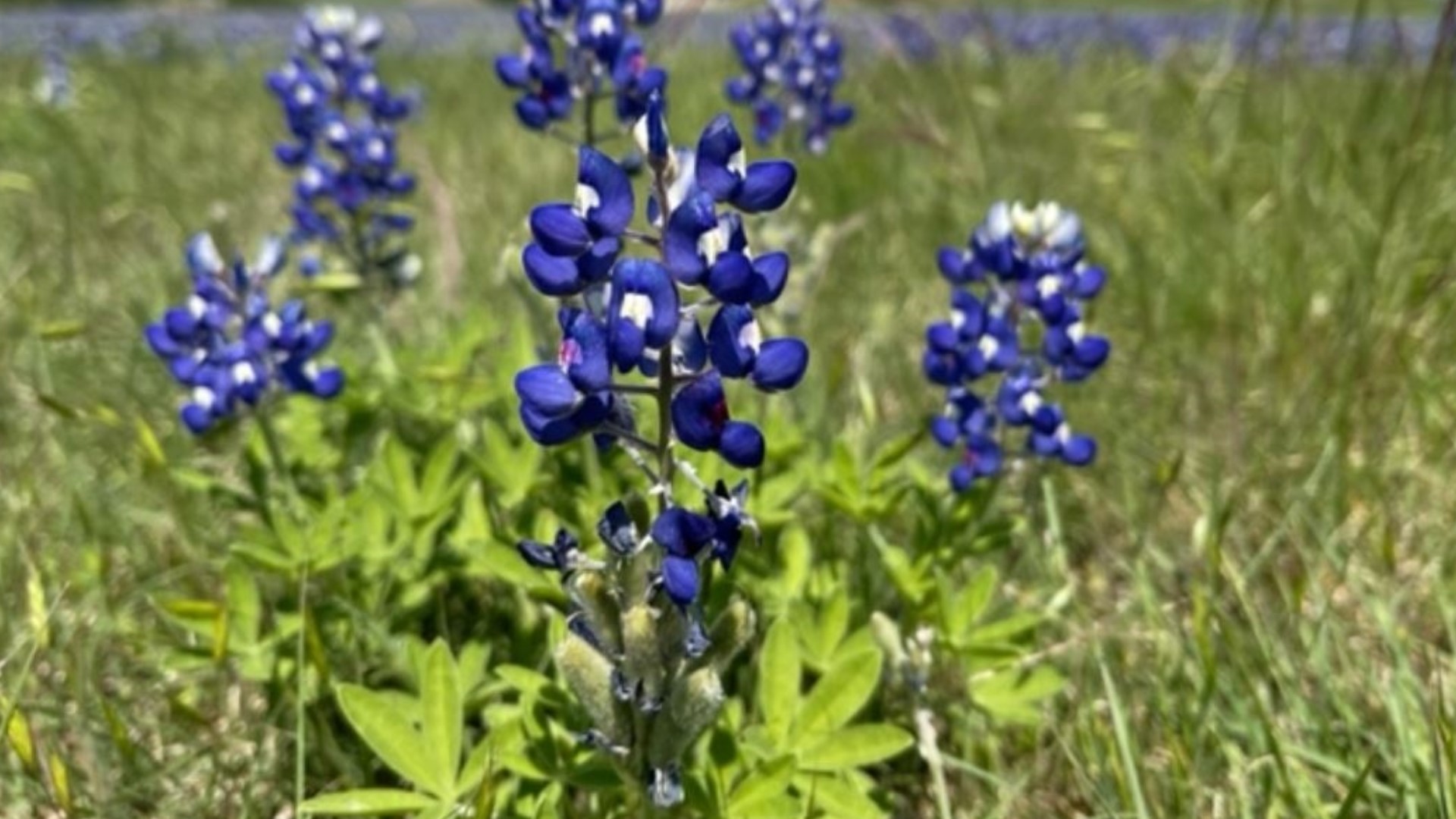 The history behind the Texas Bluebonnet | kcentv.com