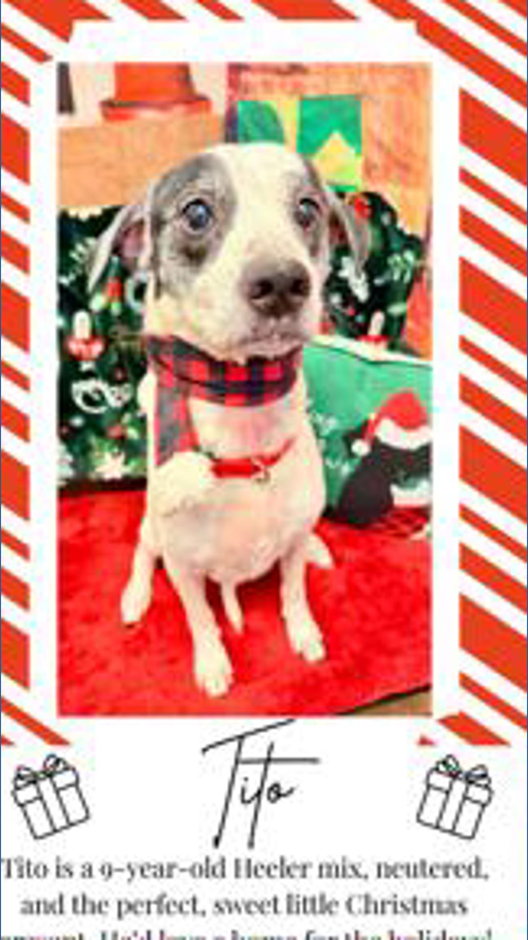 Belton New Tech students make graphics to help get pets adopted ...