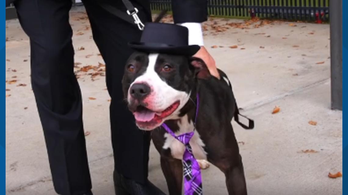 Waco's Pet Circle Regional Animal Center offering Black-Tie Adoption ...
