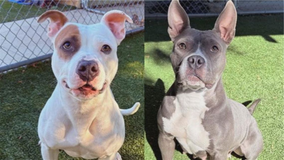 Perfect Pet: Meet Freya and Penny! | kcentv.com