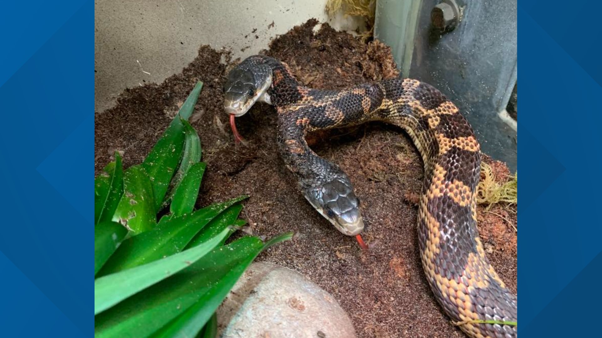 Waco, Texas News: Two-headed snakes makes return to Waco Zoo | kcentv.com