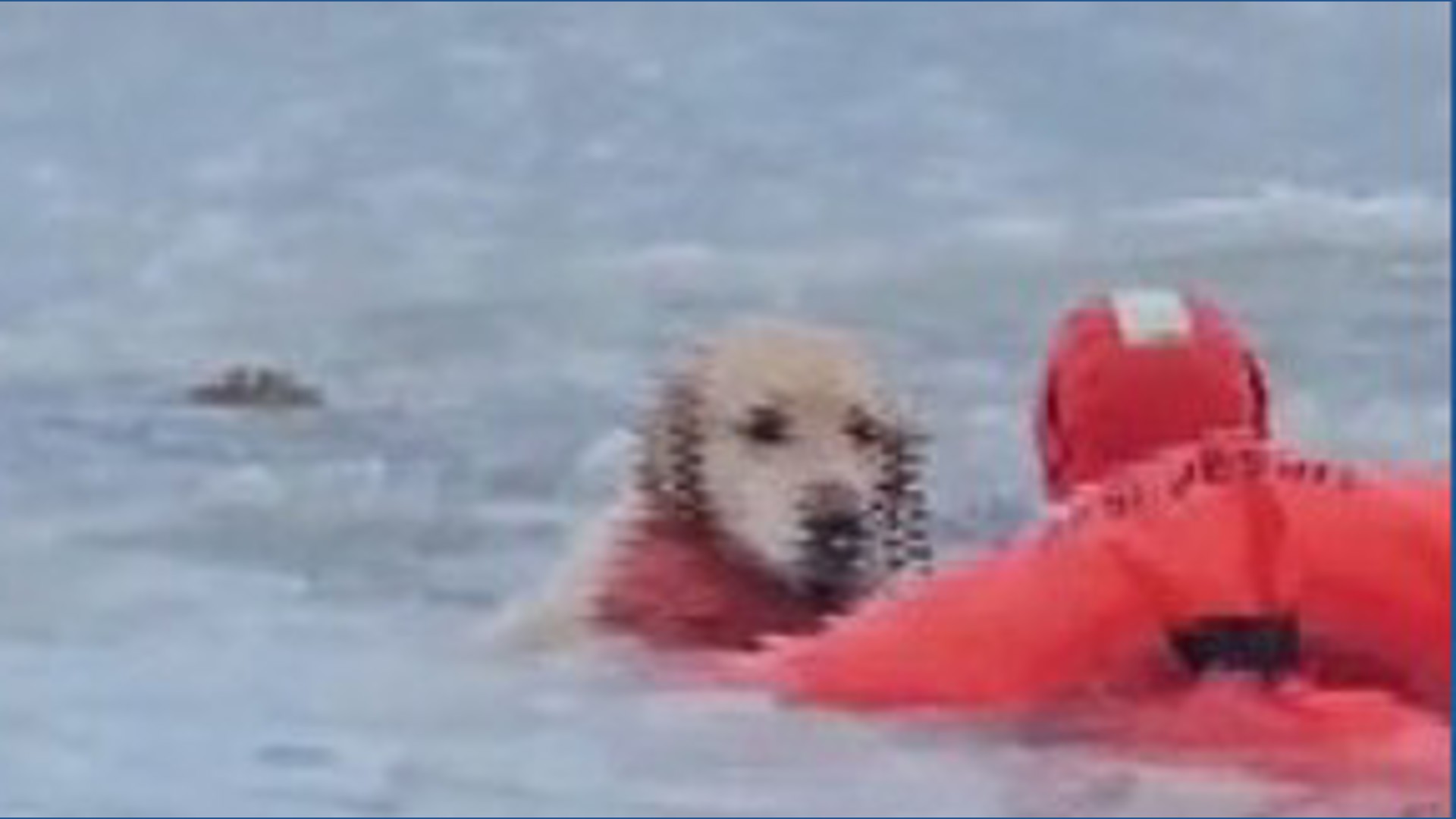 Dog rescued from frozen pond | kcentv.com