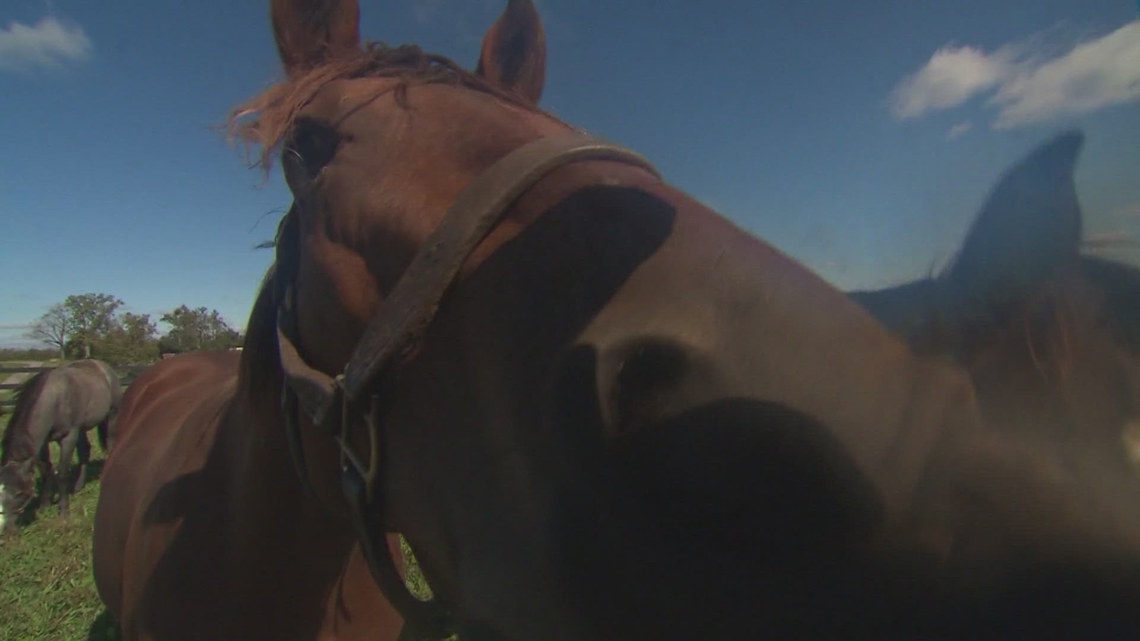 New study says horses can smell fear | kcentv.com